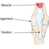 SISTEM MUSKULAR – LIGAMEN, TENDON, OTOT | Asosiasi Pelatih Kebugaran ...